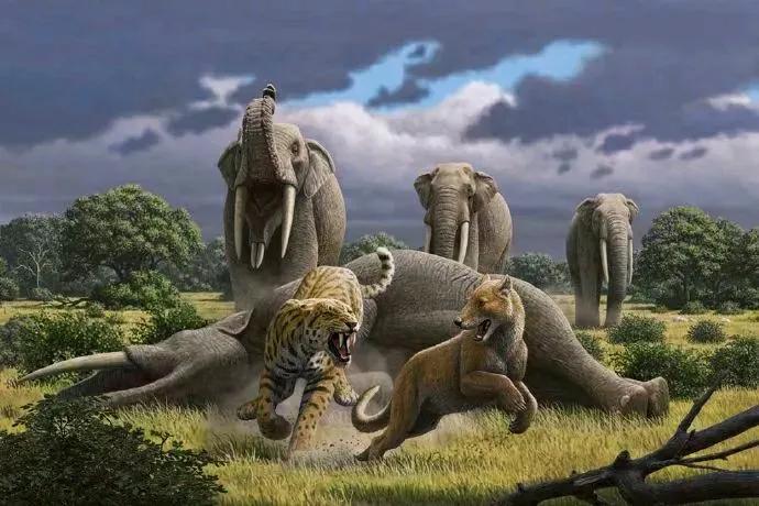 Why did the ferocious saber-toothed tiger go extinct?Tiger is not as ...