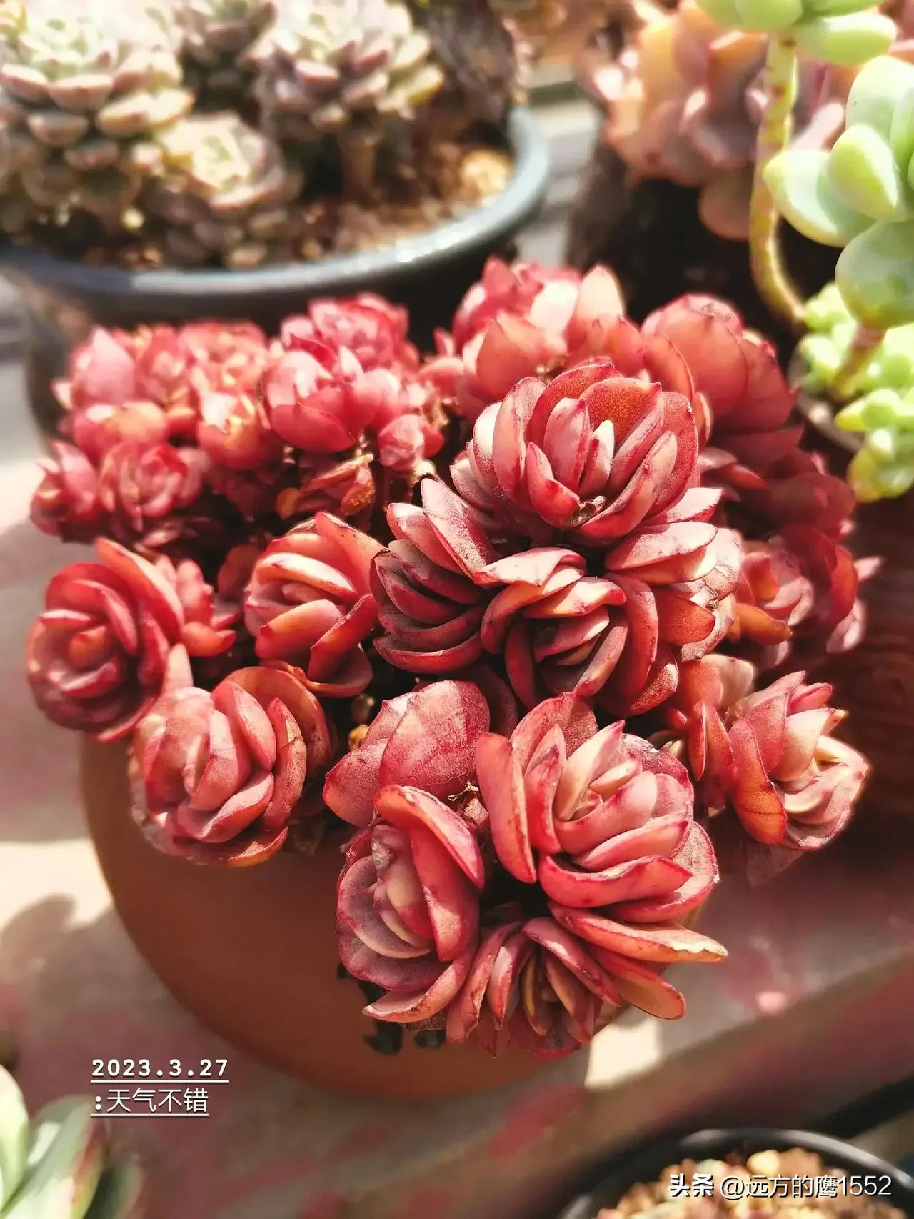 Enter the succulent kingdom and enjoy the infinite wonderfulness of the ...