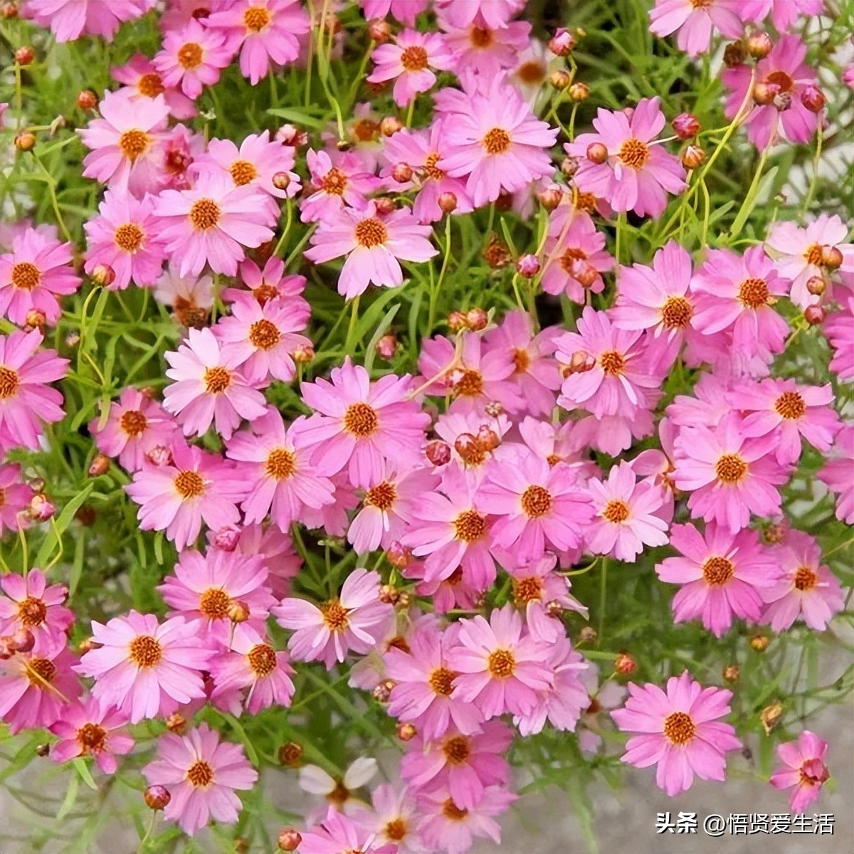 Spring is the season when flowers are in full bloom, and these flowers ...