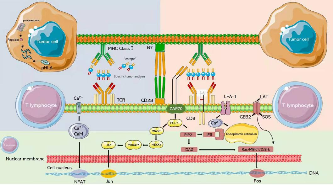 TCR-T therapy is expected to become an "artifact" for the treatment of solid tumors, with an ...