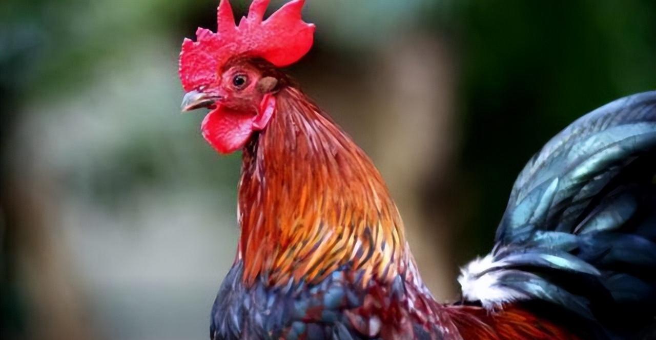 The 40-pound giant chicken in the late Ming Dynasty: the mystery of the ...