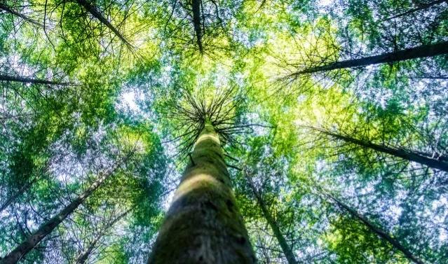 Gou Rixin, Ri Rixin, and Ri Rixin - iNEWS