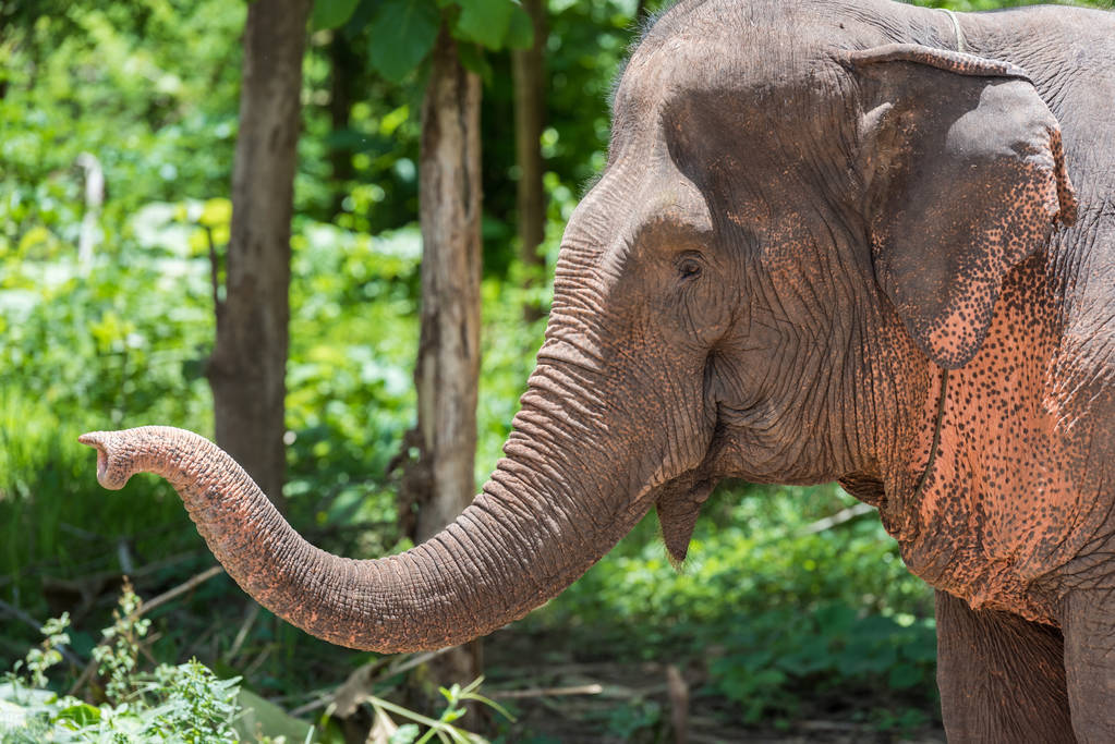 Why is an elephant's trunk so long? - iNEWS