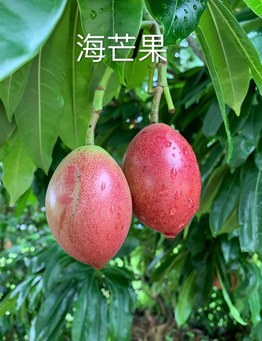 11 common "poisonous fruits" in autumn - iNEWS