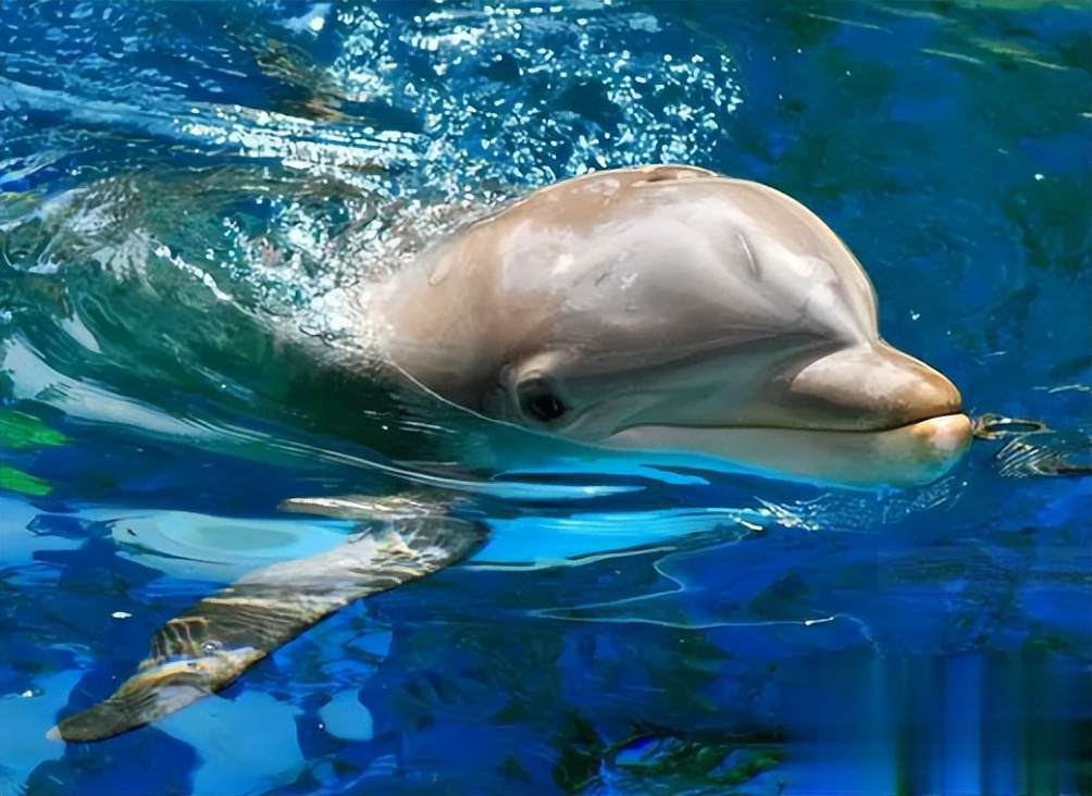 Guess the left and right hemispheres in the brain of a dolphin when it ...