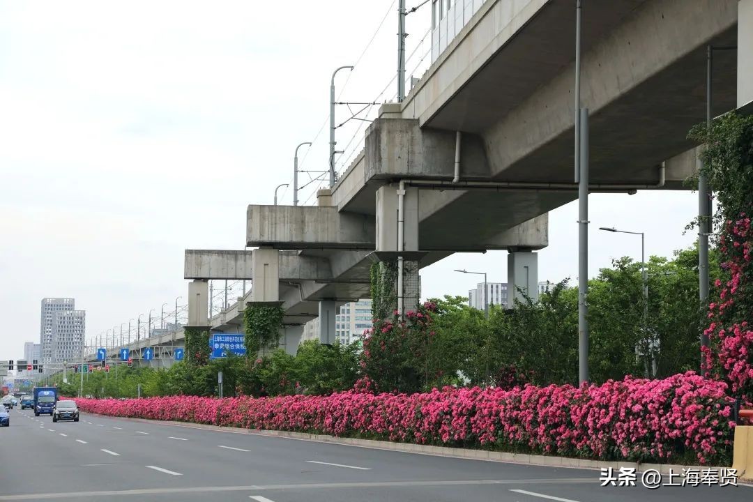 Go shopping in the beautiful rose flower road, remember that you can't ...