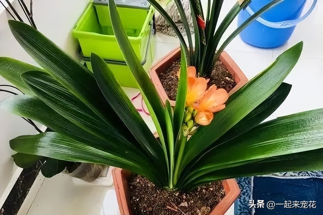 Teach you how to grow Clivia, grow 8 new leaves a year, the method is ...
