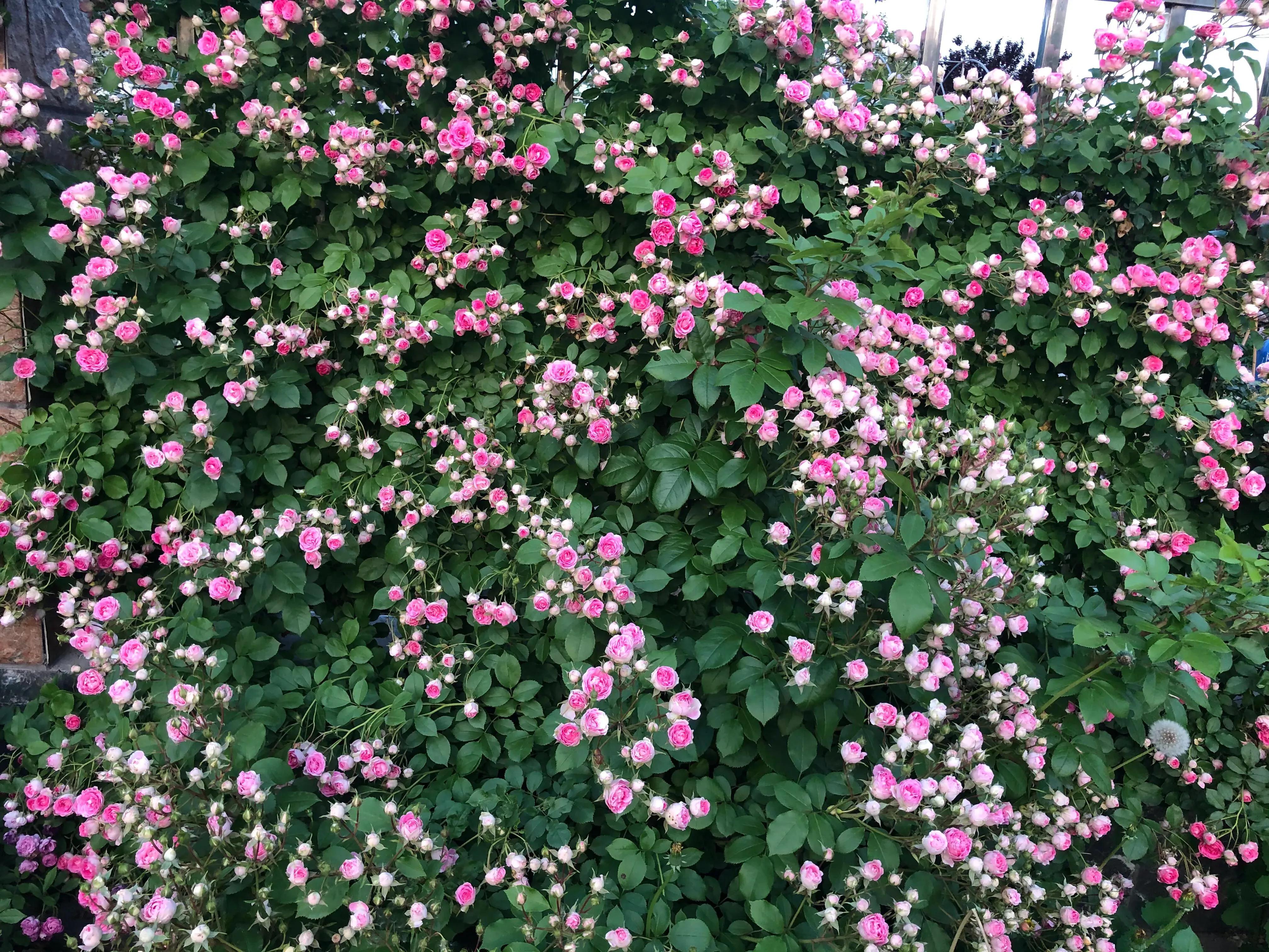 The rouge button flower waterfall is the real rose flower waterfall ...
