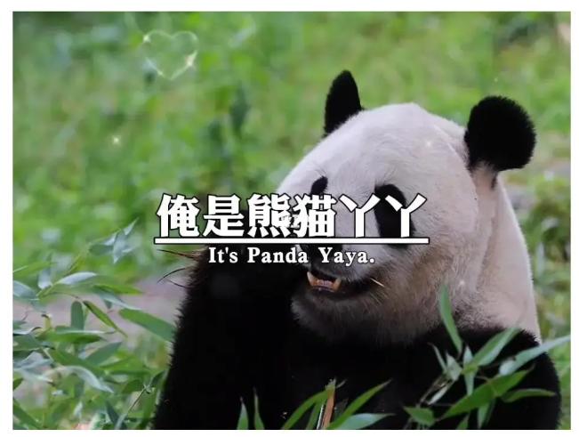 The giant panda Yaya is coming back to China soon! China and the United ...
