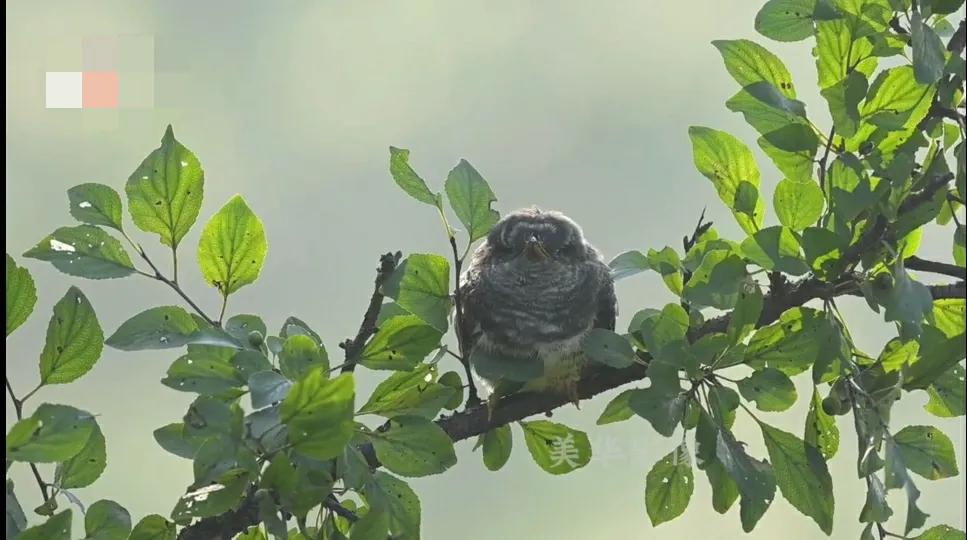 The self-salvation of the cuckoo: the dove occupies the magpie's nest ...