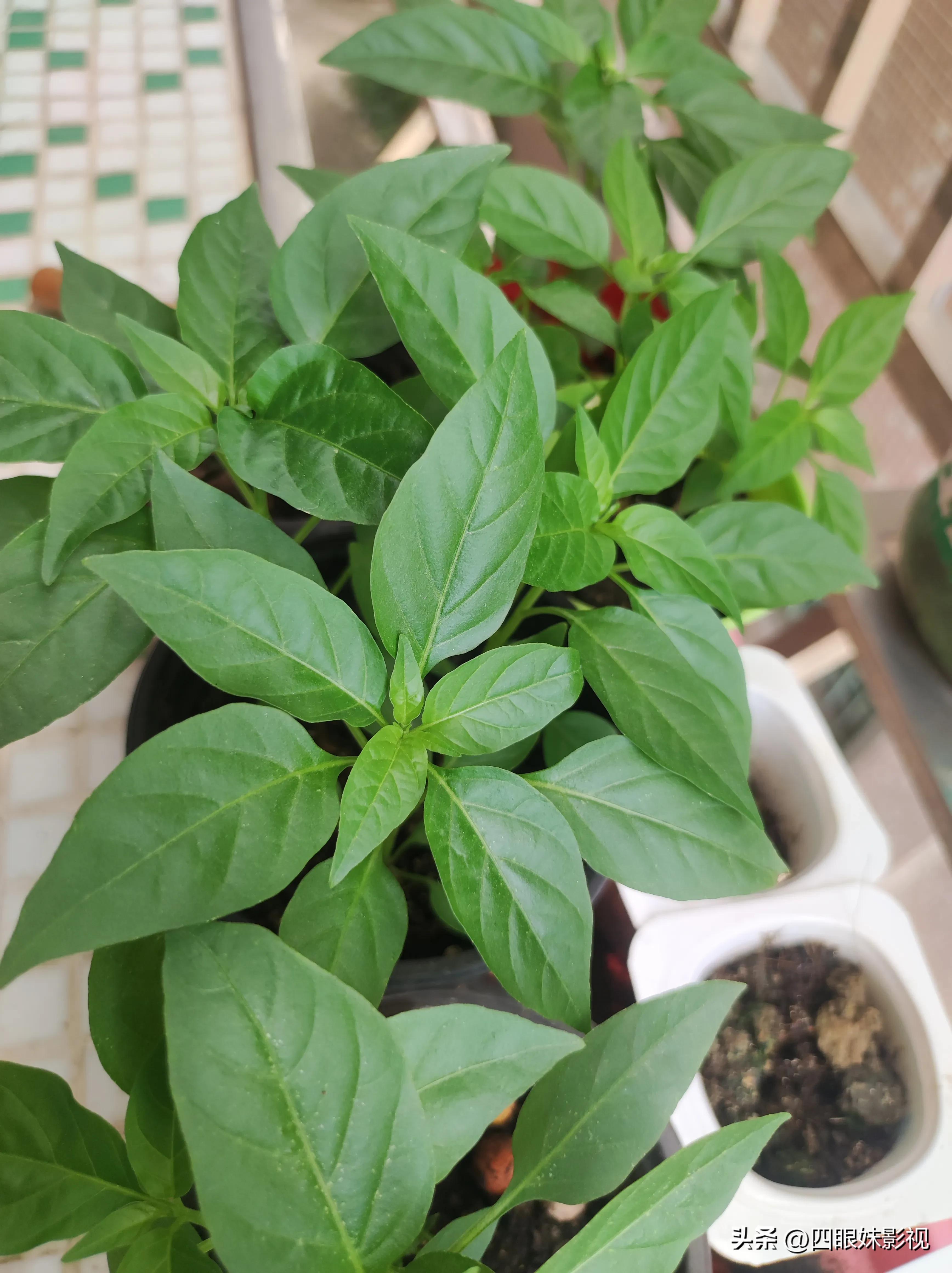 A kind of small pepper that can be used for appreciation and edible ...