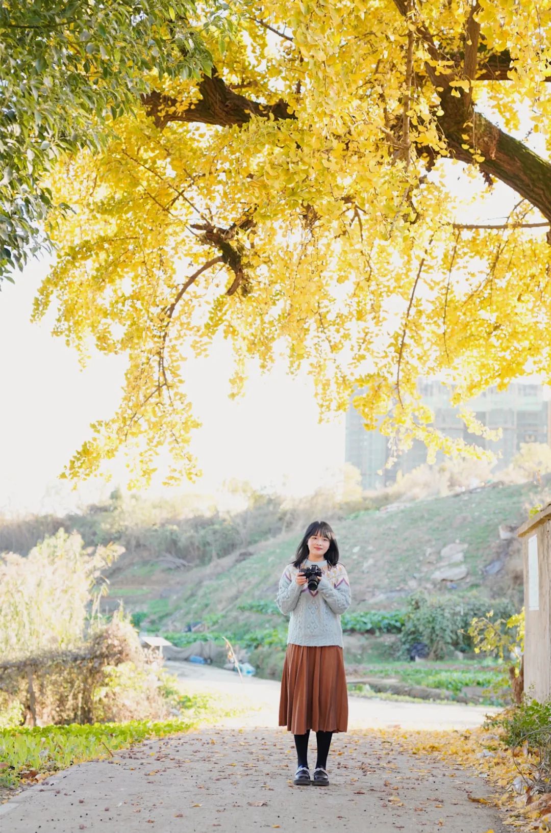 Ginkgo biloba, Fendai, sunset on the top of the mountain, discover the ...