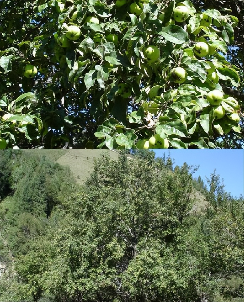 Protecting natural treasures, a trip to the wild apple grove in ...