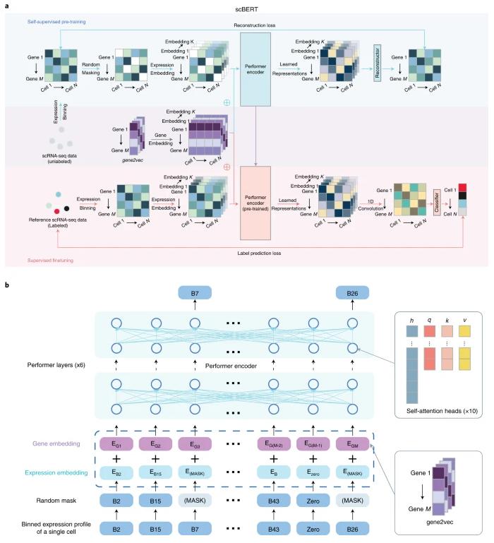 Tencent develops large-scale pre-trained deep language models for single-cell RNA-seq data ...