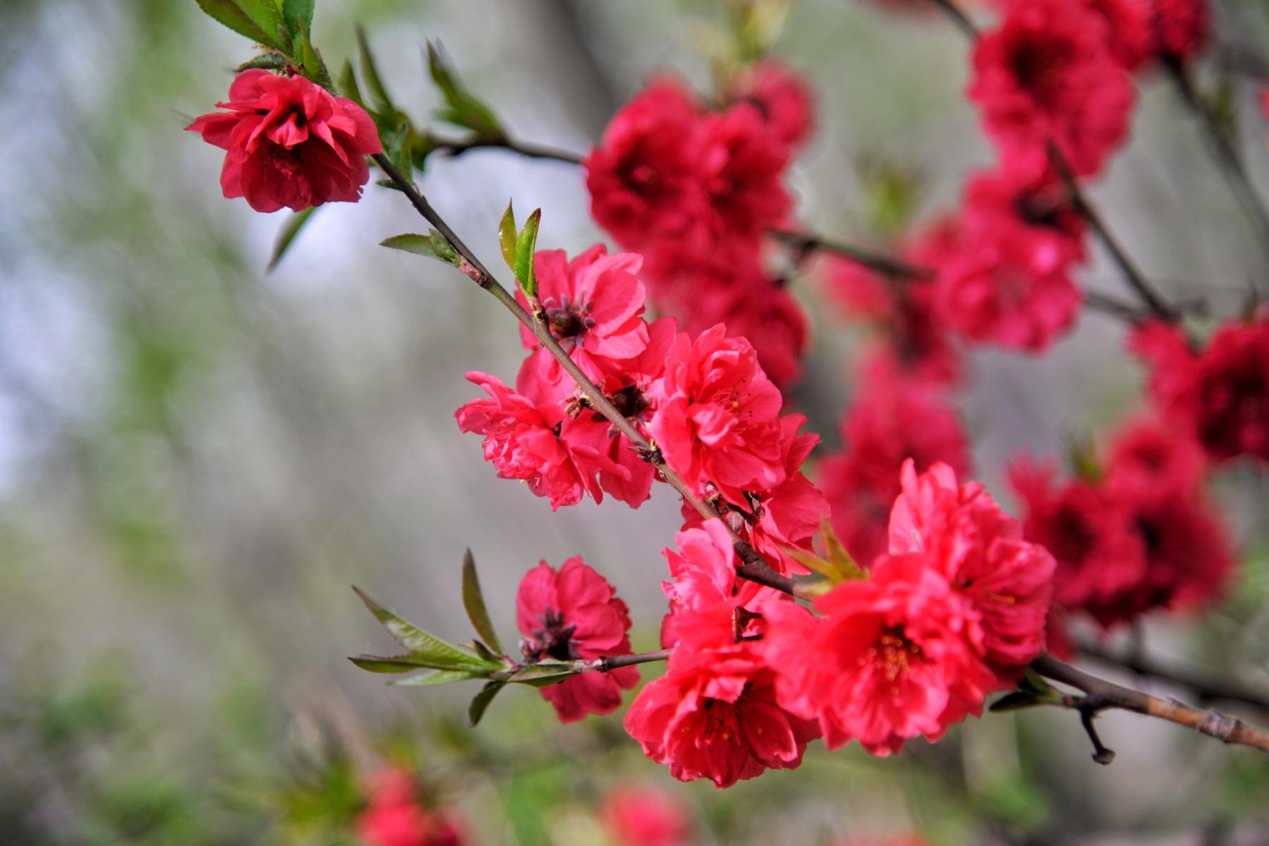 A Poetry of the Qin Dynasty: Butterfly Loves Flowers—Two Branches of ...