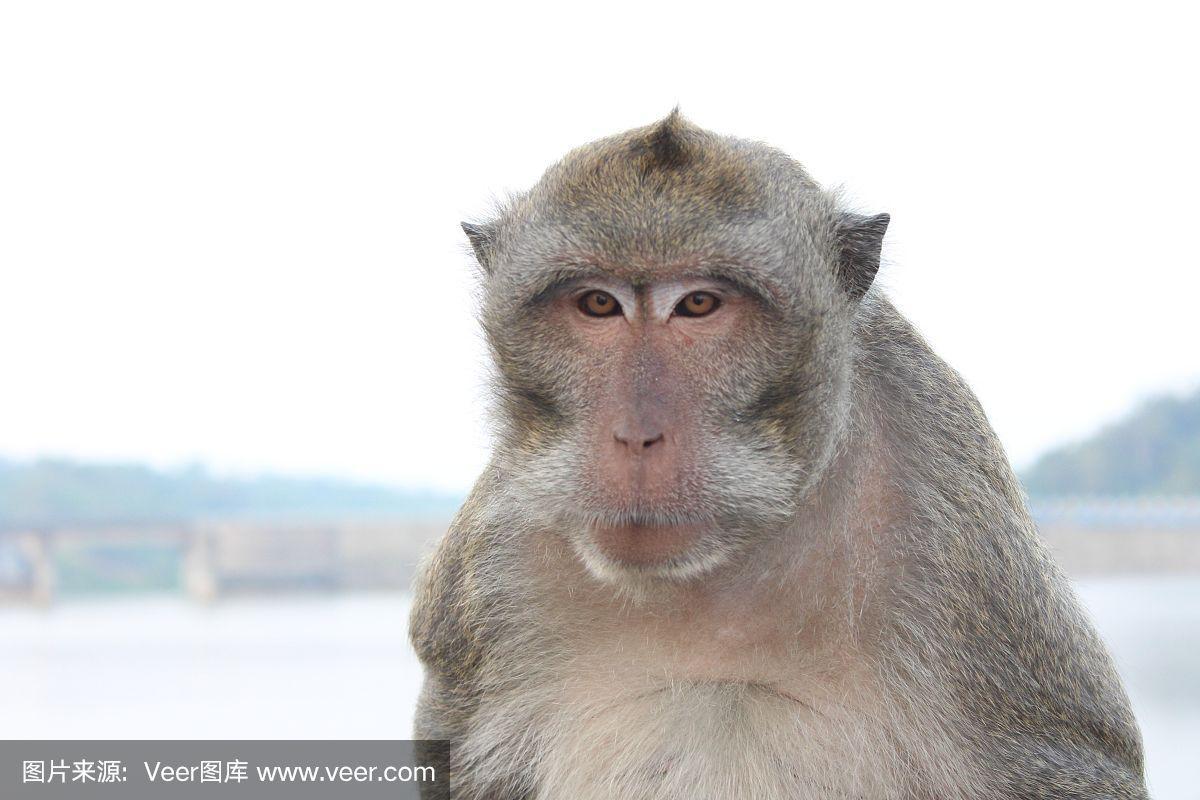 The love and hate of the monkey king is too strange: first hit the ...