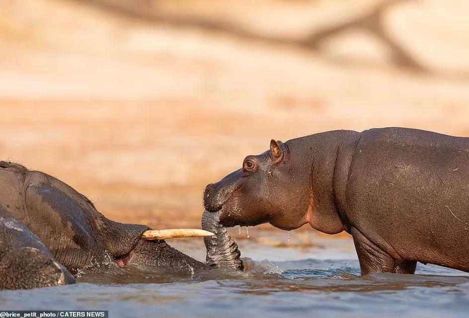 You don't understand the joy of eating meat, says the hippopotamus - iNEWS
