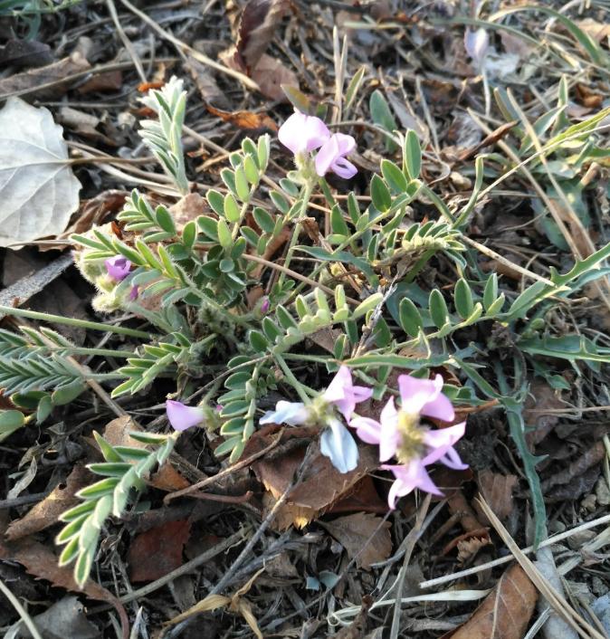 The stems and leaves are covered with small fluff, known as "rice ...