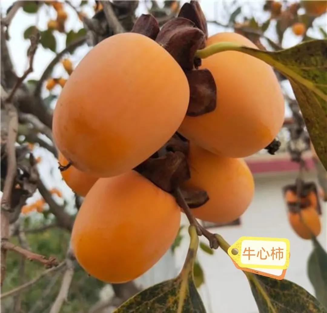 Top 10 Most Delicious Persimmons in China - iNEWS