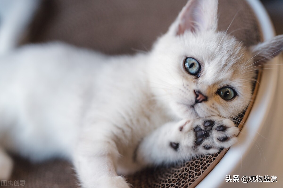 Gradient kittens fail in appearance, how to see the appearance of ...