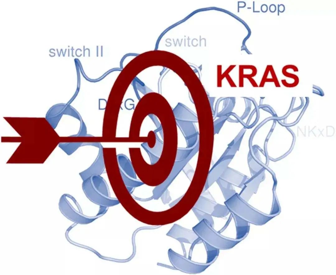 Adagrasib alone or in combination with cetuximab in patients with KRAS ...
