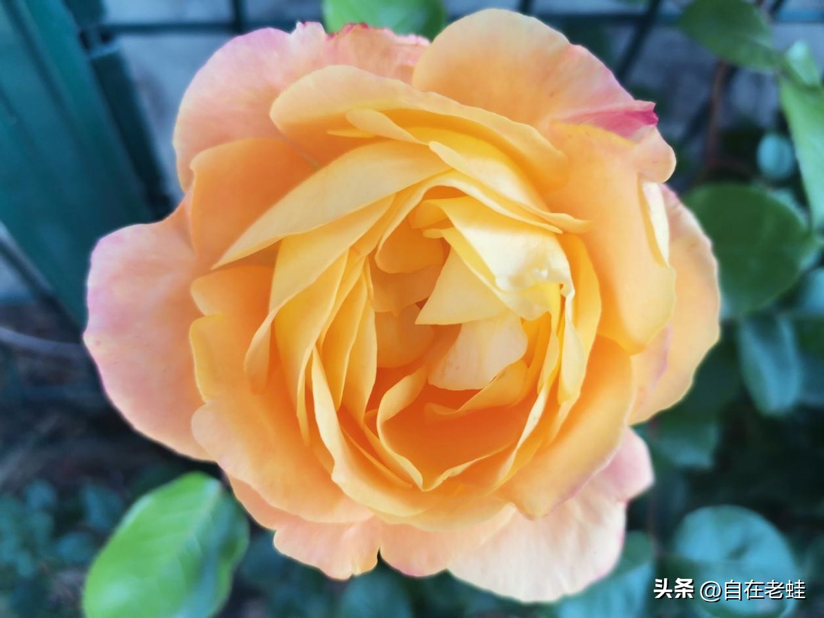 Classic Daily Lesson: Money is like dung, God closes a door for you and ...