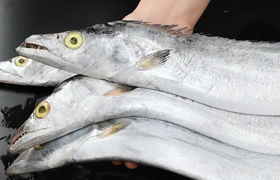 Is saury a freshwater fish or a marine fish - iNEWS