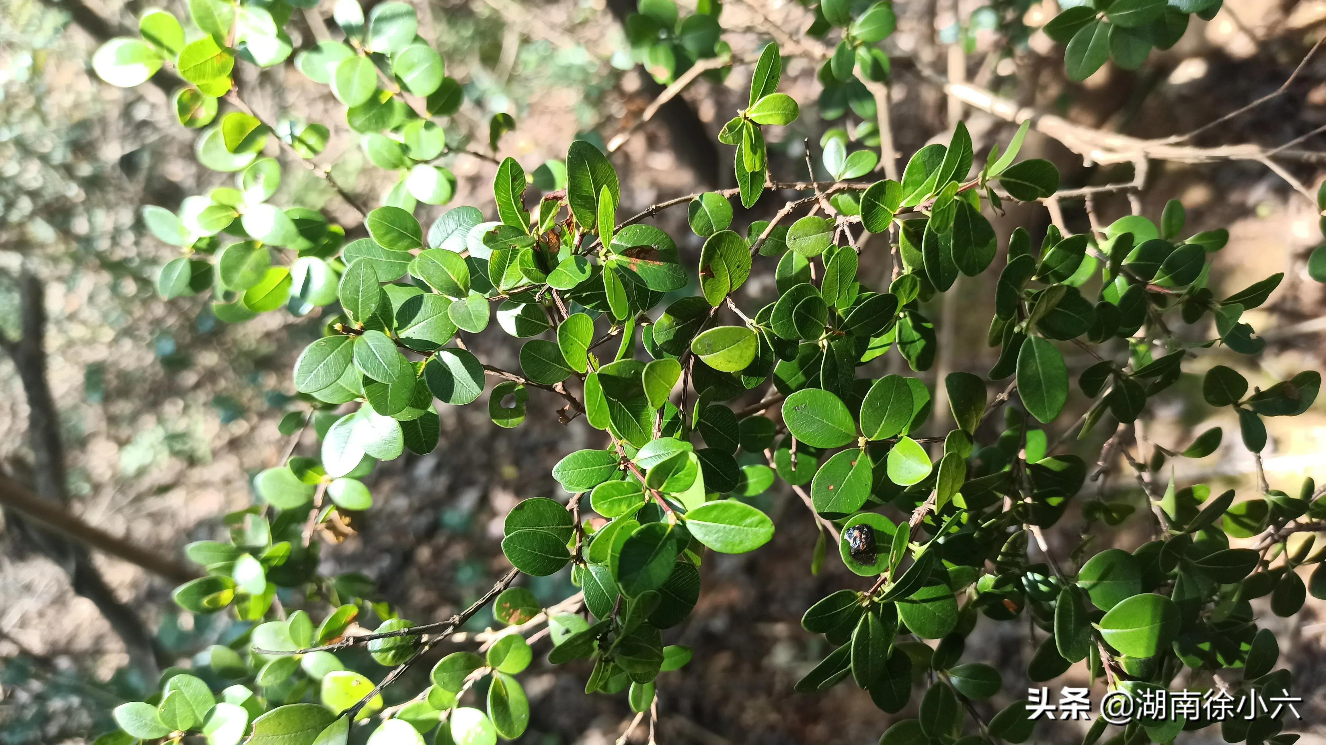 Hunan discovered wild boxwood, which is also a precious medicinal tree ...