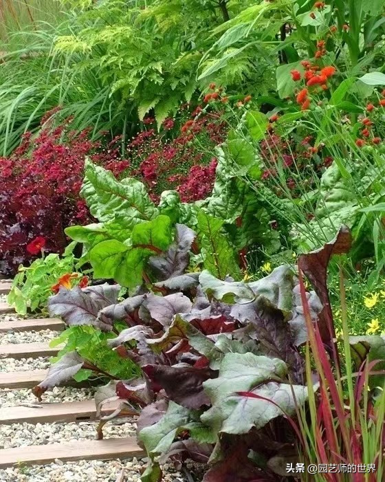 Part 2: Illustrated Guide to Edible Landscape Plants in Autumn and ...