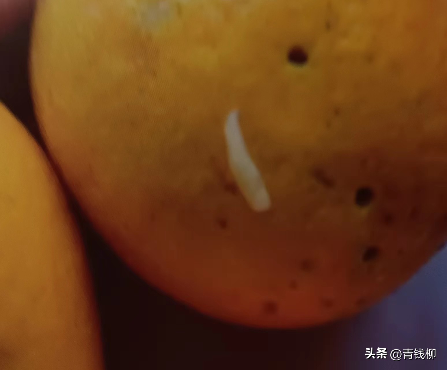 Citrus fruit fly infestation may cause serious economic losses, experts ...