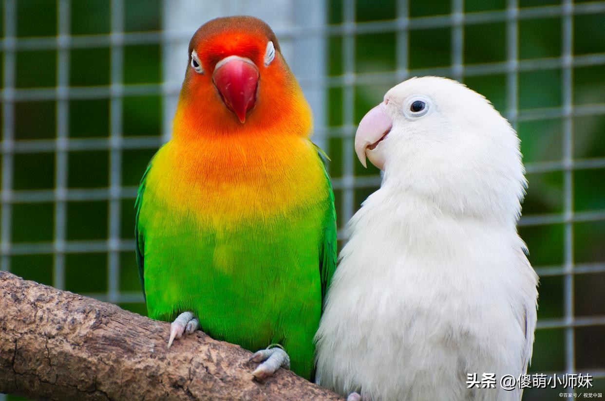 How many years does a peony parrot live? Peony parrot lifespan revealed ...