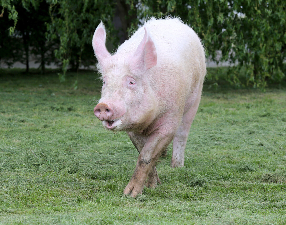 Don't panic when the sow is low temperature, here is how to warm up the ...