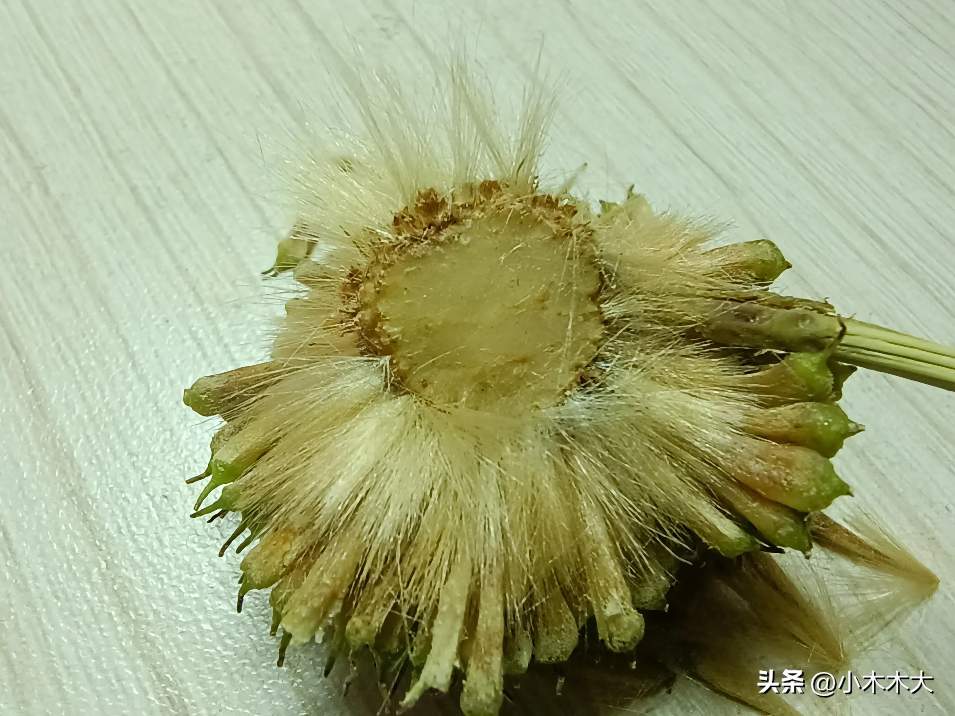 What is the fruit ball of the sycamore tree? - iNEWS