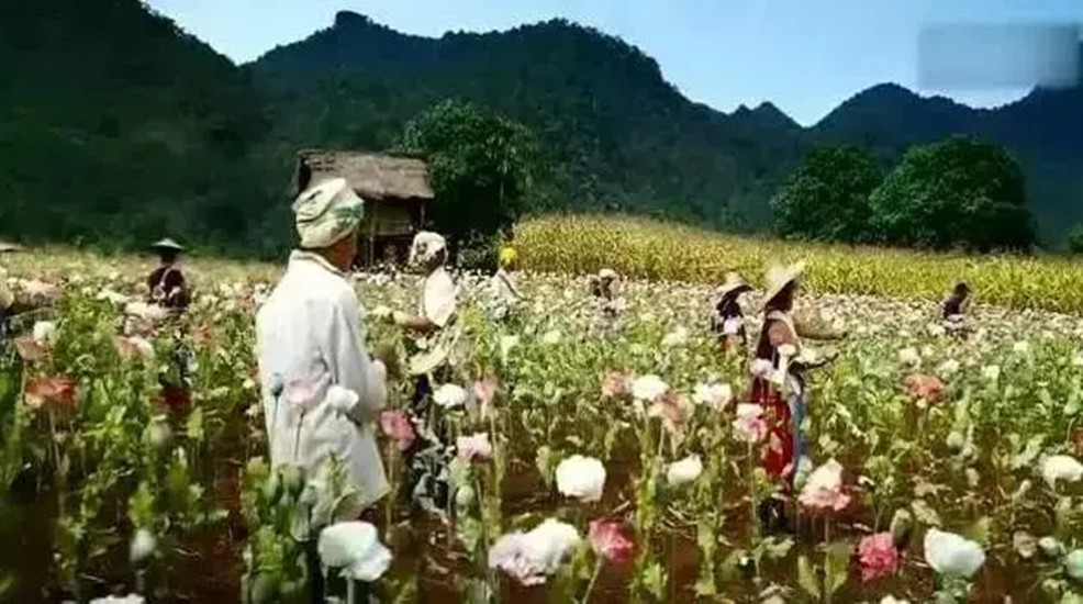 The remnants of the Kuomintang fled to the Golden Triangle and became ...