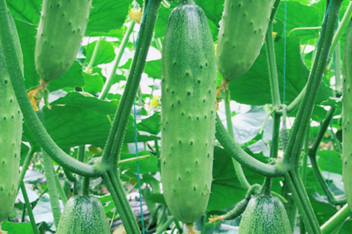 Cucumbers are grown on the balcony, managed in 3 growth stages ...
