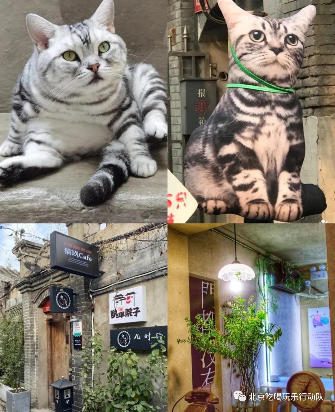 12 cat cafes in Beijing - iNEWS