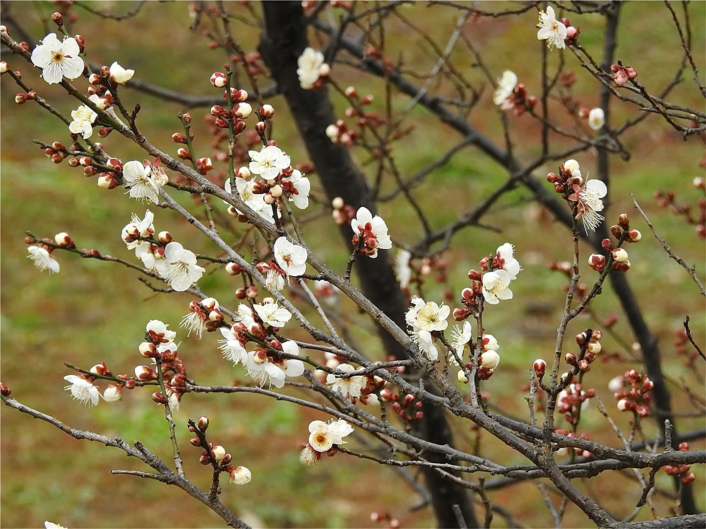 A Preliminary Study of Merlin (Original Graphics) - iNEWS