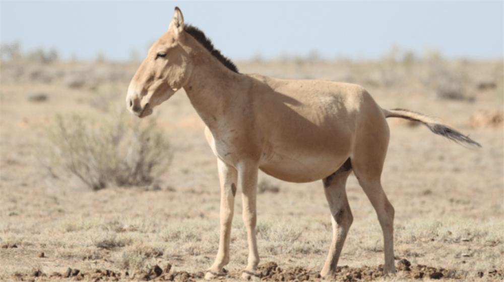 A "Qian donkey" appeared in Xinjiang. Its hoofs can dig soil, run ...