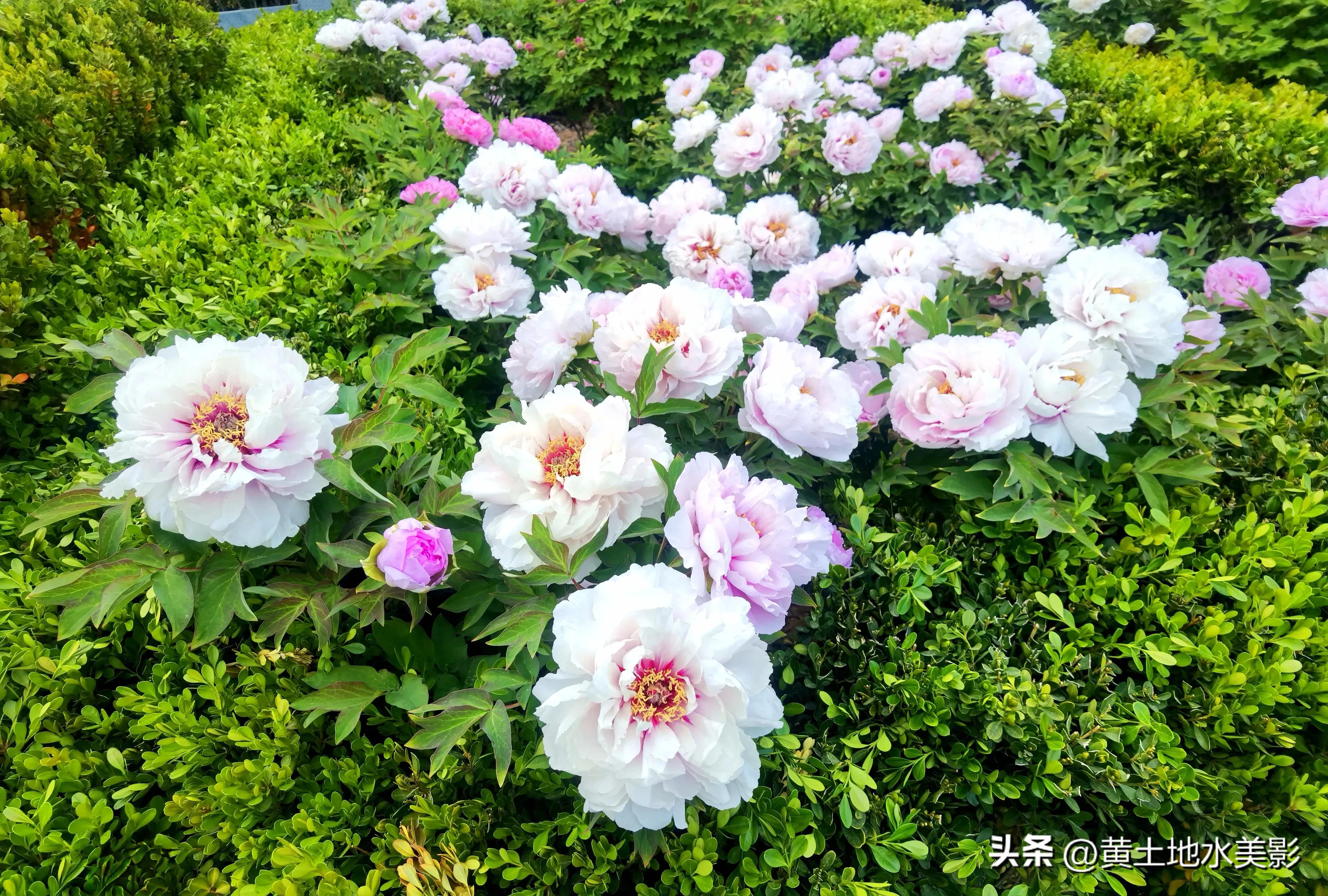 Chasing the spring breeze through the Qingming Festival, walking into Ziwei City to see the red ...