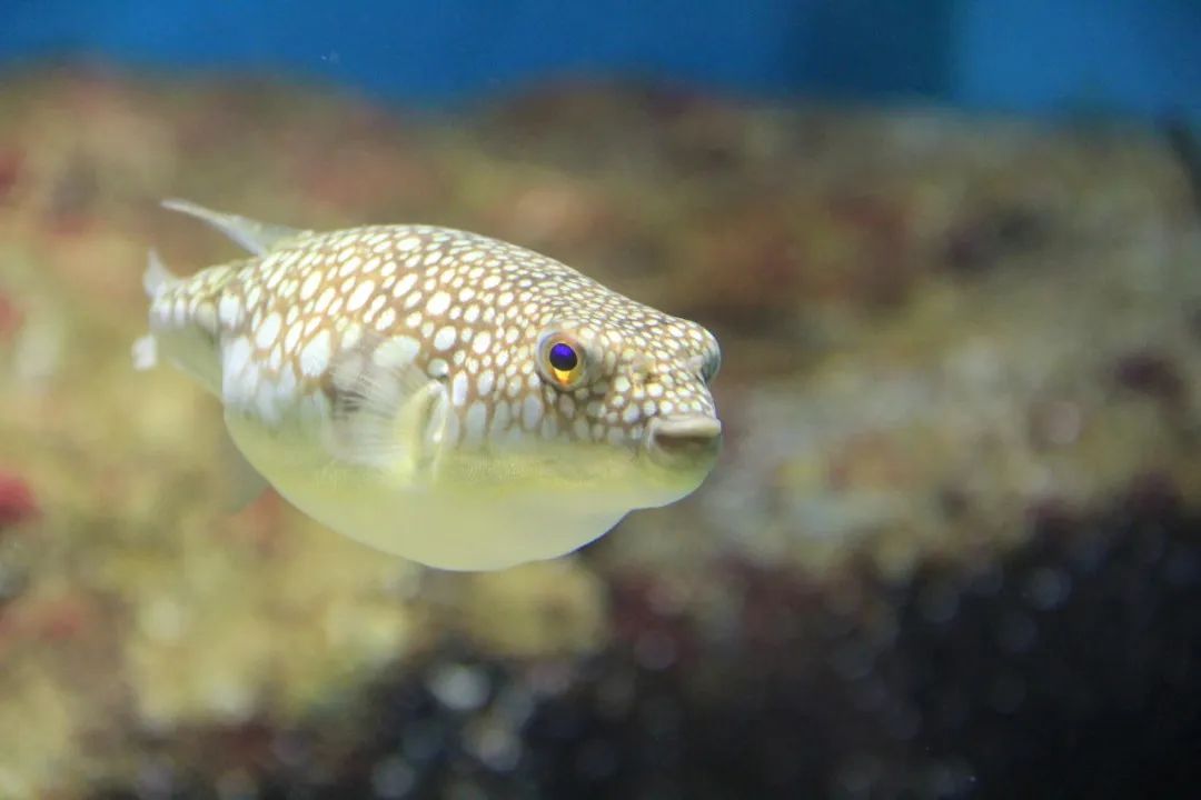 Be careful eating this fish, it may be poisonous! - iMedia