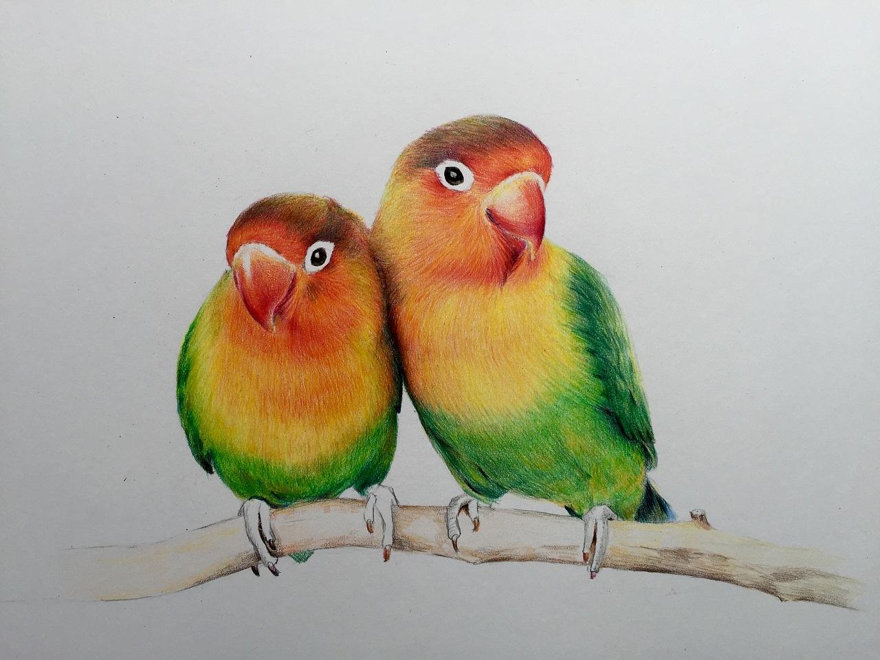 parrot drinking milk powder - iNEWS