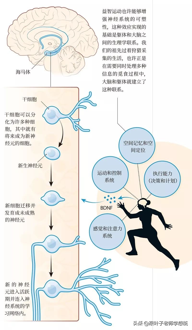 How does exercise affect the brain?Try these games to improve children ...