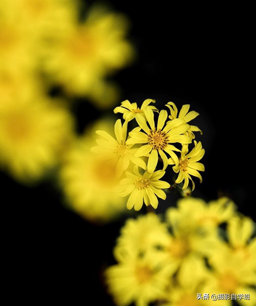 Choosing the right angle, taking flower photos is half the battle. Do ...