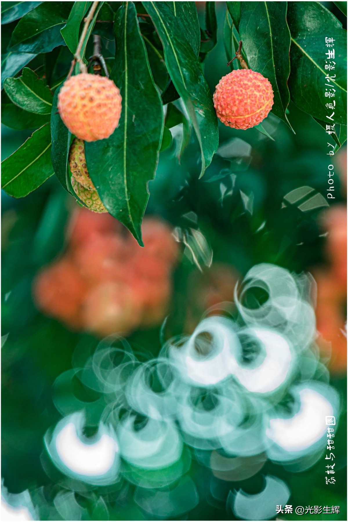 Photo Fun Fact: Lychees vs Donuts - iMedia