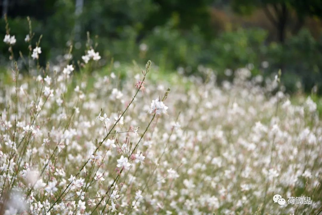 Have you seen mountain peach grass? - iNEWS