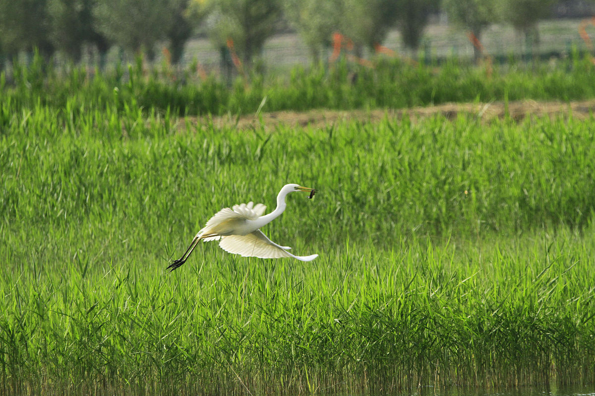 "Prose" has a faint fragrance of green grass, a little bit of longing ...