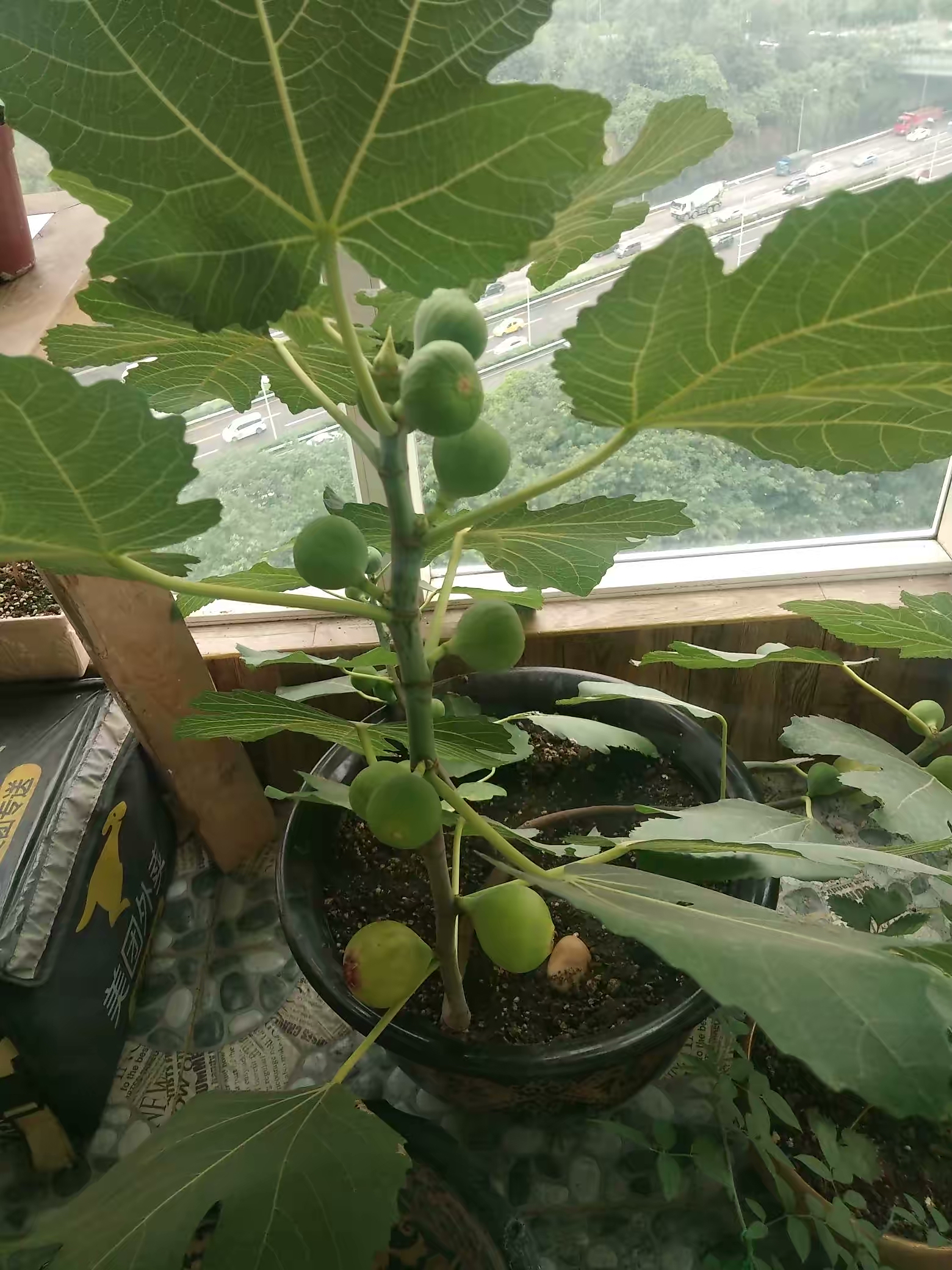 Raising figs on the balcony, do one step, eat fruit all year round, the ...