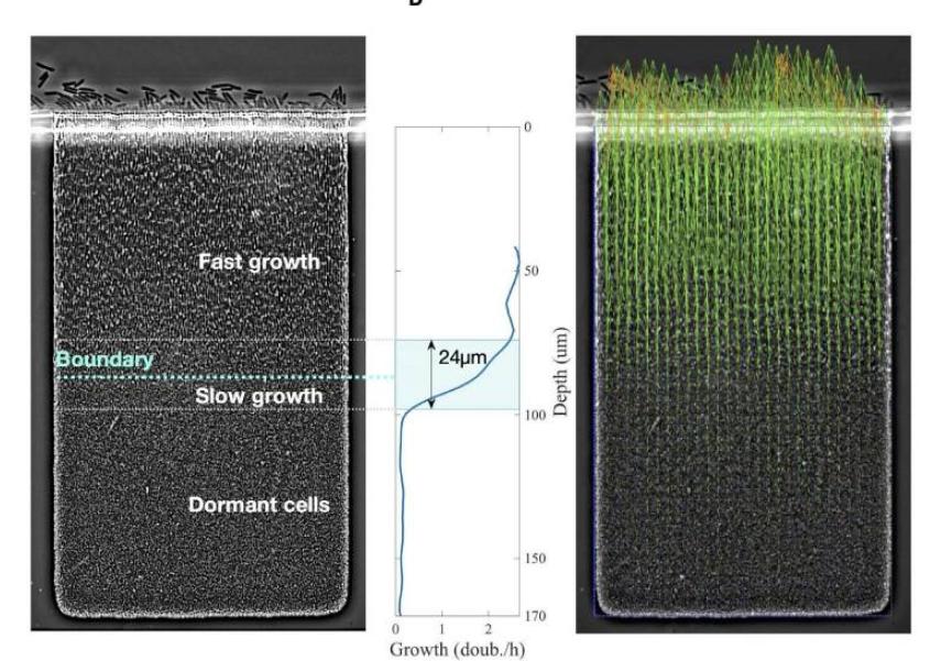 Exploring the Antibiotic Response of Different Nutrient Gradients to ...