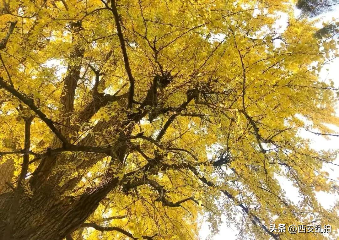 Around Xi'an, there is an ancient ginkgo tree with a thousand-year-old ...