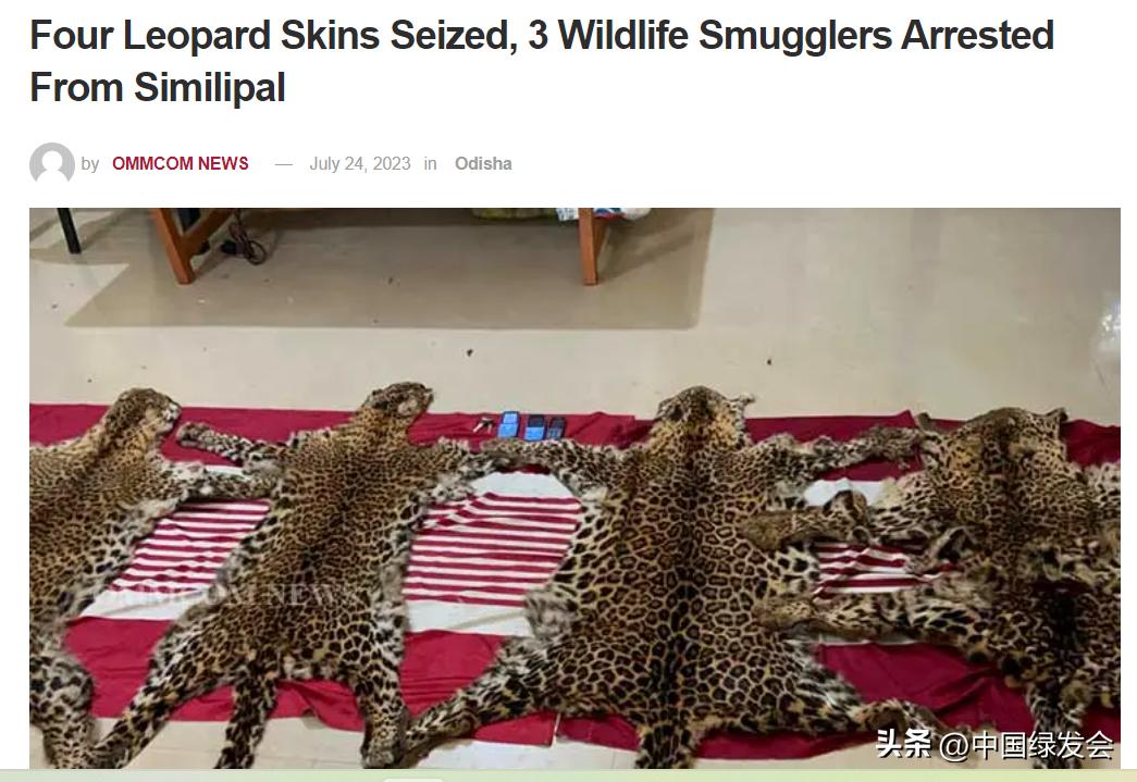 India arrested smuggling gangs and seized four leopard skins! Three ...